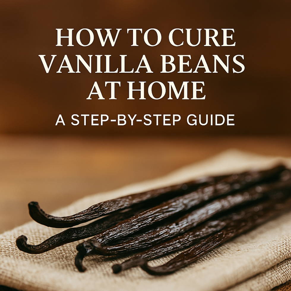 How to Cure Vanilla Beans at Home: A Step-by-Step Guide – VanillaPura