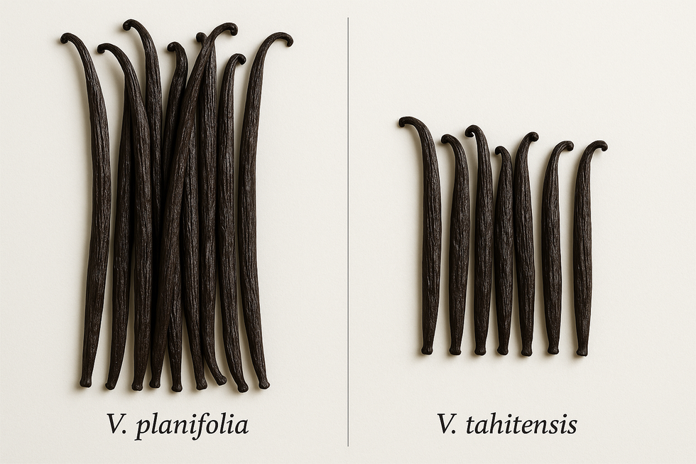 V. tahitensis vs V. planifolia: Complete Vanilla Species Guide ...