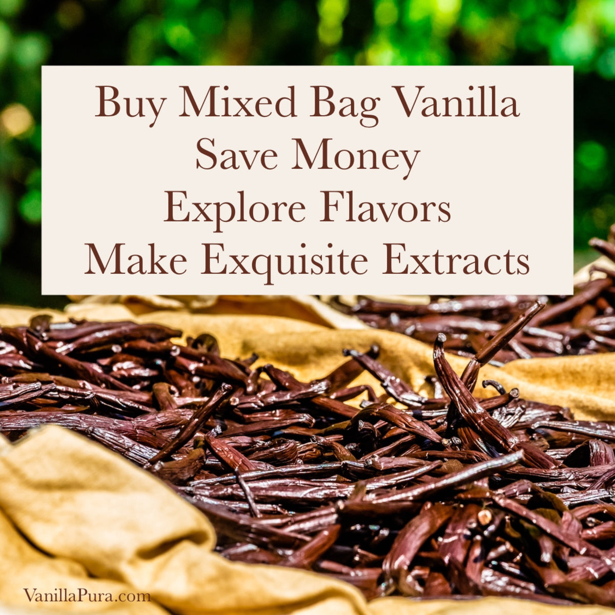 Vanilla Bean Blends – VanillaPura