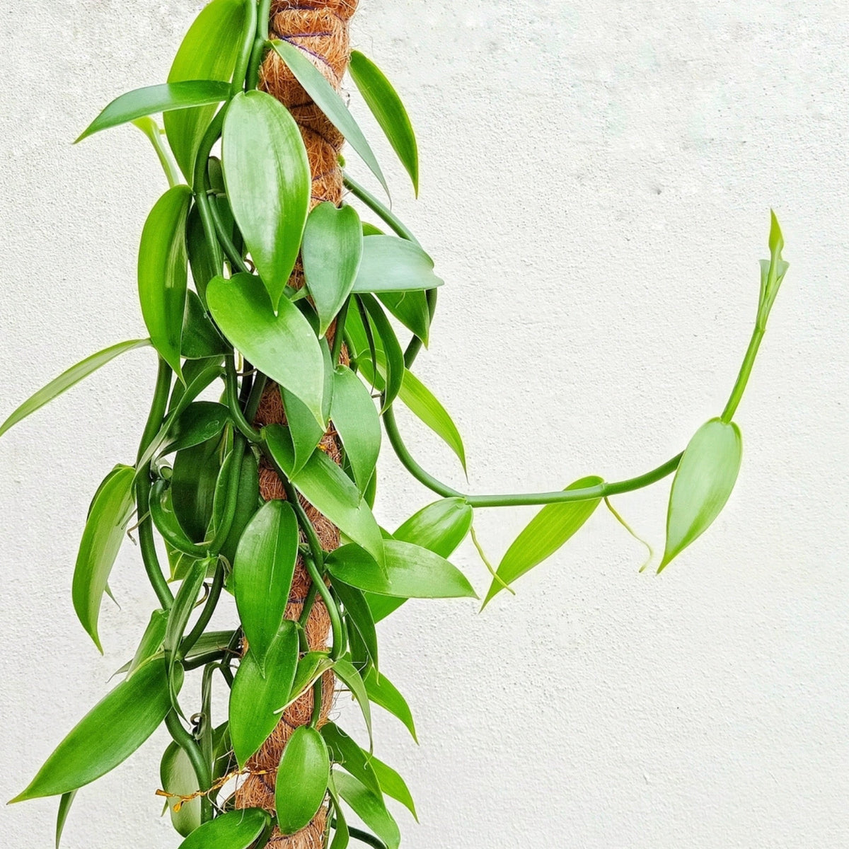 Vanilla Vine Cuttings To Grow Vanilla Orchids at Home – VanillaPura