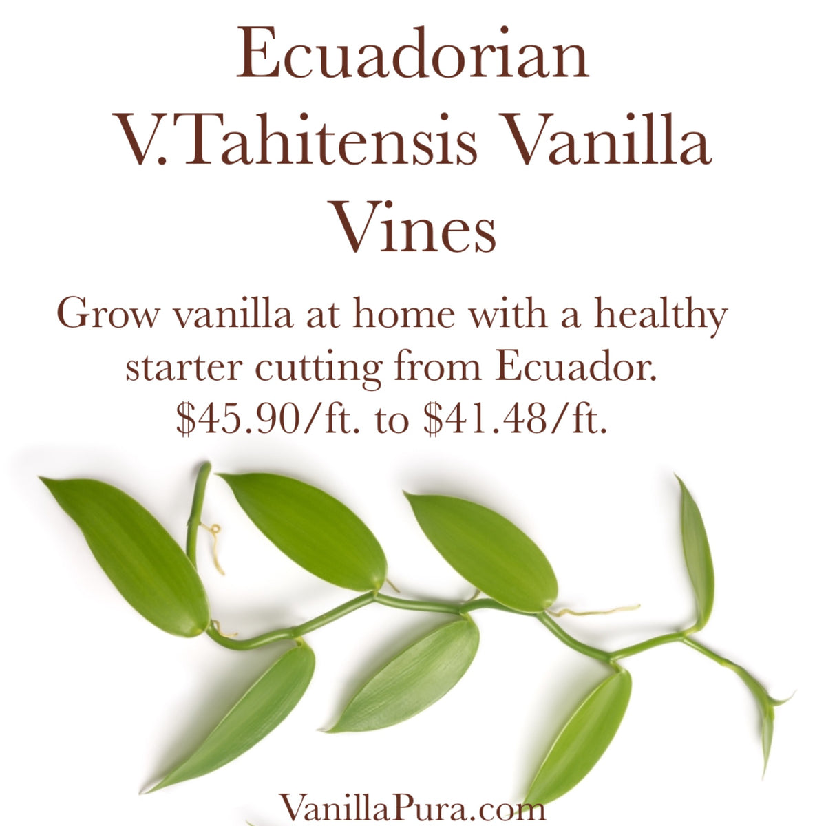 Ecuadorian Vanilla Vine Cuttings - For Growing Vanilla at Home - V.Tah ...