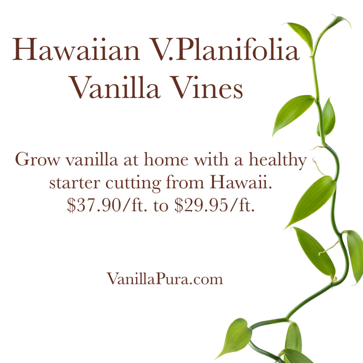 Hawaiian Vanilla Vine Cuttings - For Growing Vanilla at Home - V.Plani ...