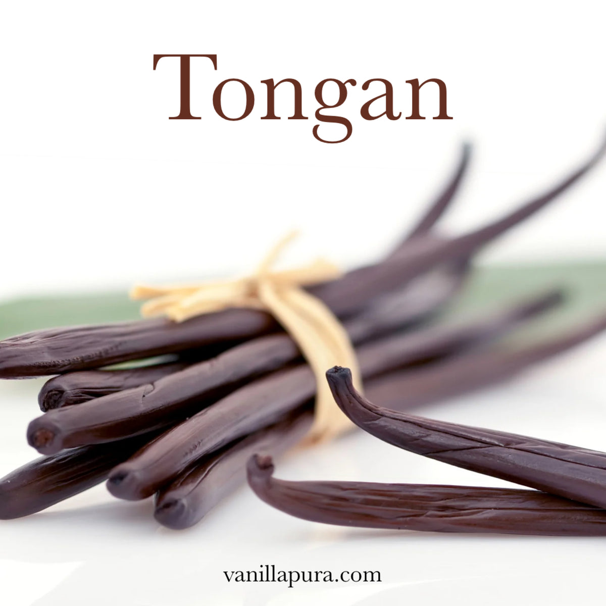 Vanilla Infused Honey – VanillaPura