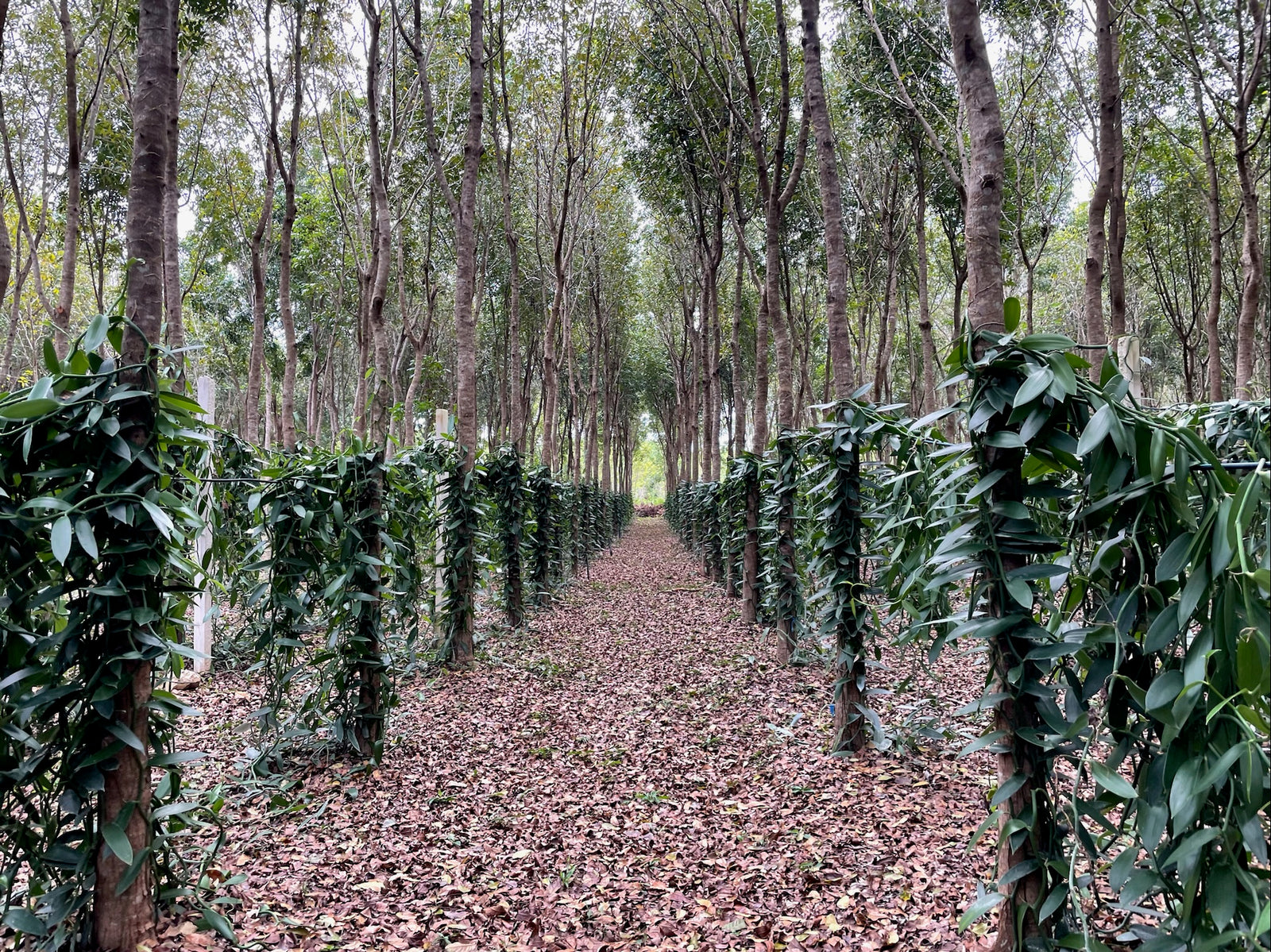 The Yucatan V. Planifolia Mexican Vanilla Beans - For Extracts & Bakin ...