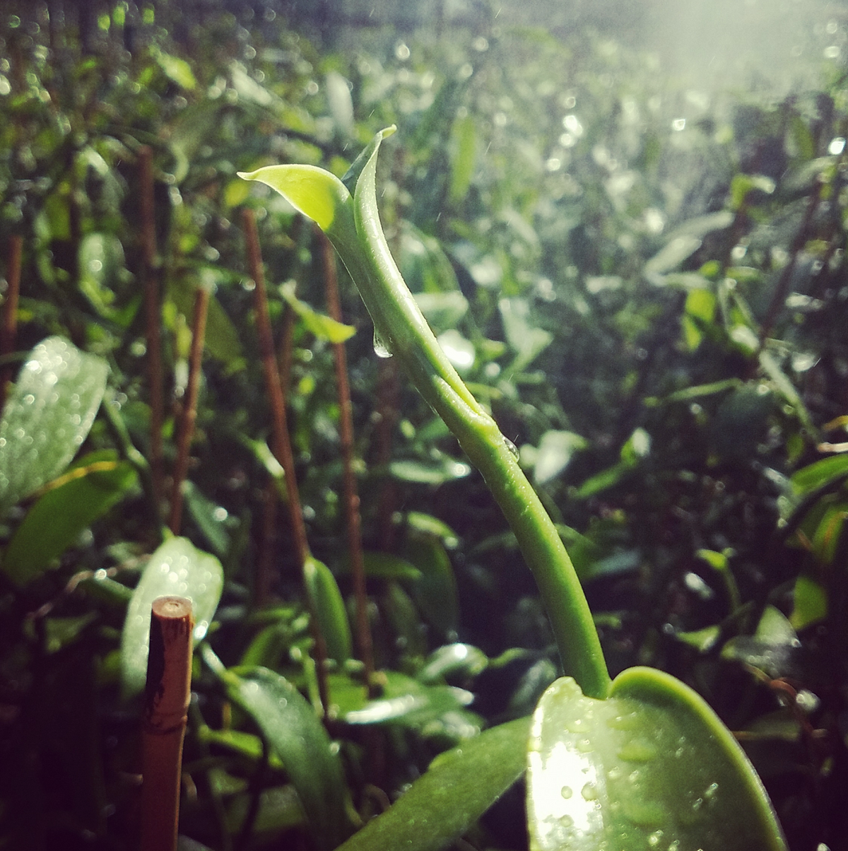 Hawaiian Vanilla Beans - For Vanilla Extract Making & Baking Grade-A ...