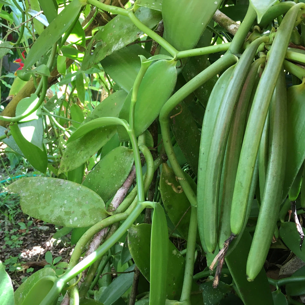 Where do vanilla beans come from? A global guide to vanilla bean origi ...